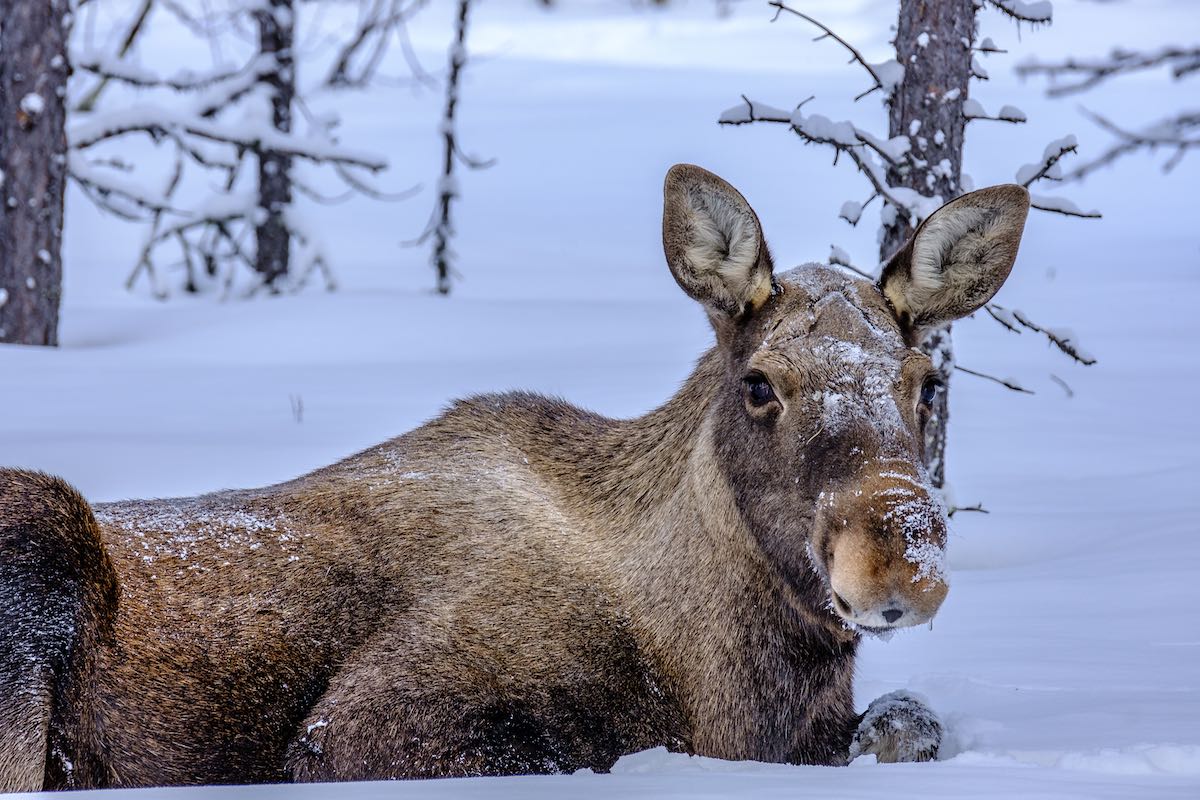 Der Elch: König des Waldes
