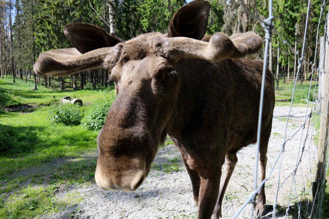 Der Elch: König des Waldes